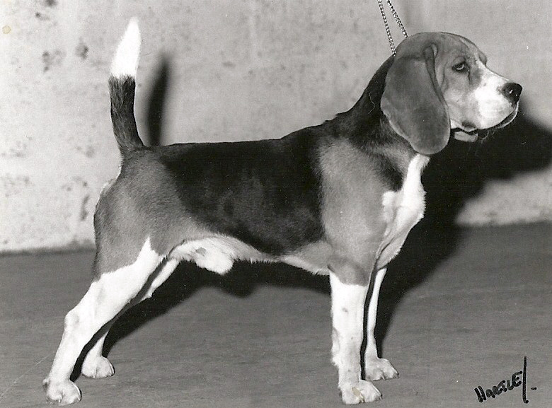 UK & SA Ch Tragband Too hot to Handle by Rossut · The Beagle History ...