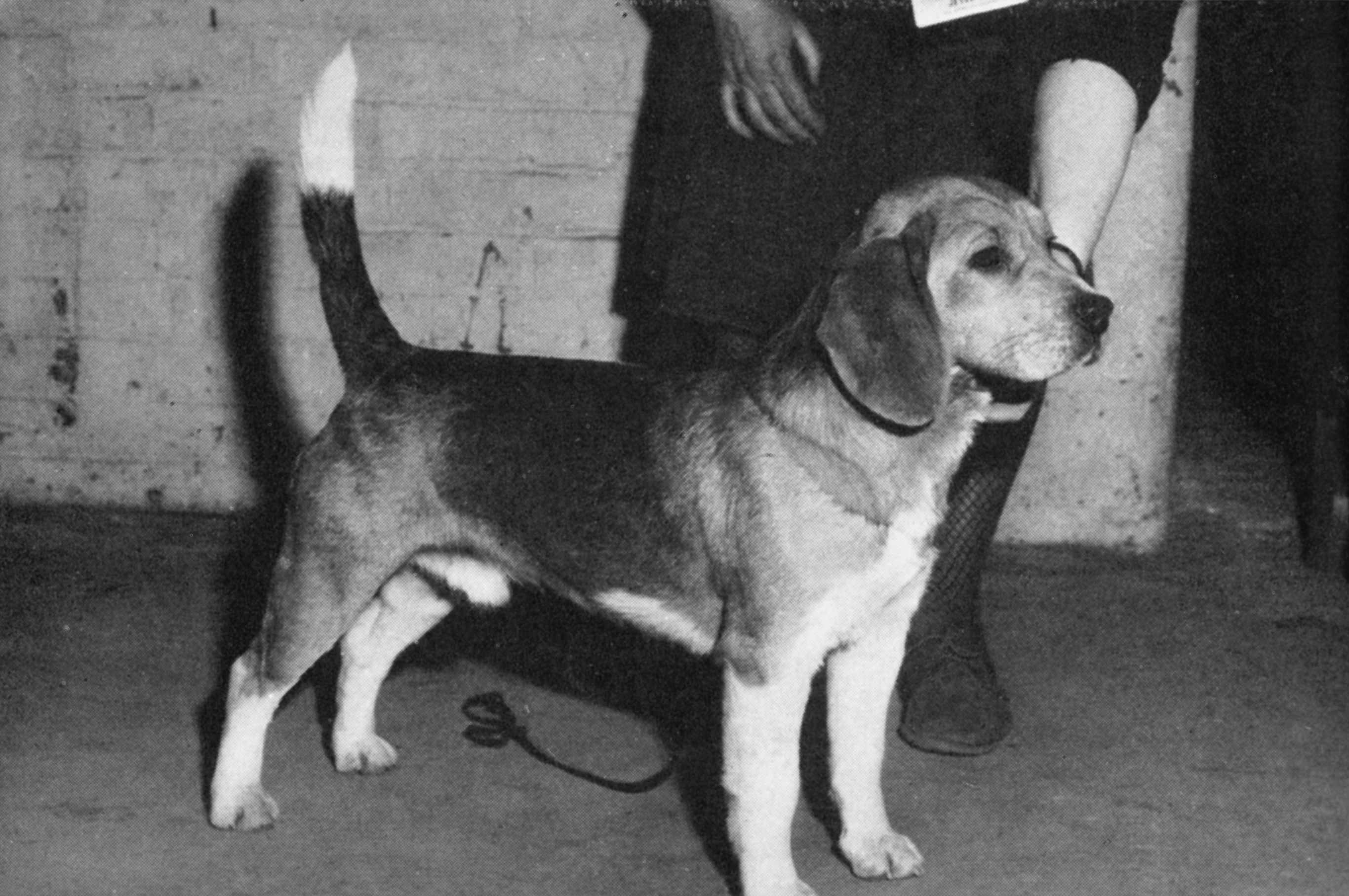 Ch. Rossut Triumphant · The Beagle History Resource