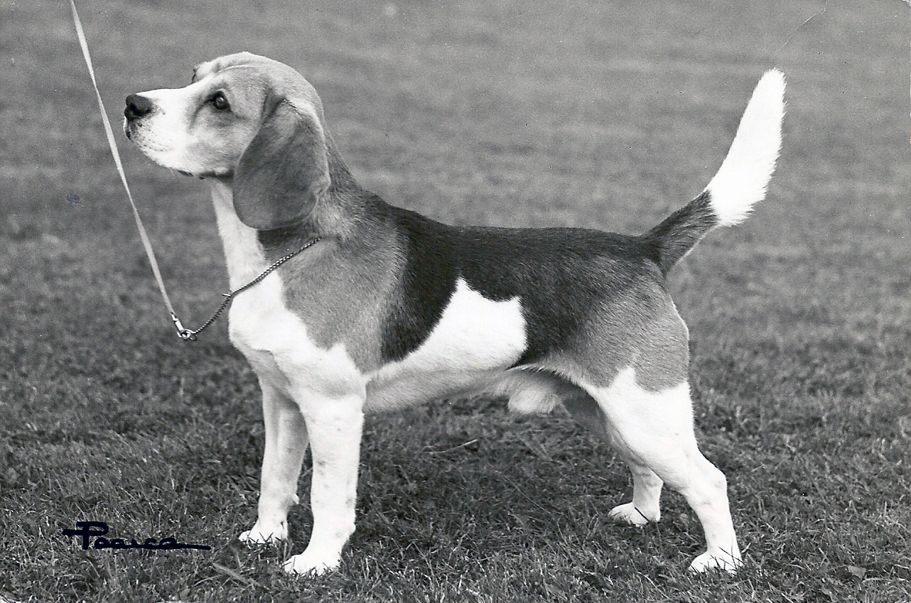 Ch Rossut Peanut · The Beagle History Resource