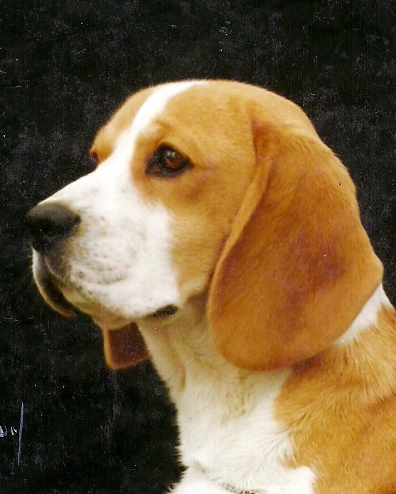 Ch Rossut Kerfuffle · The Beagle History Resource