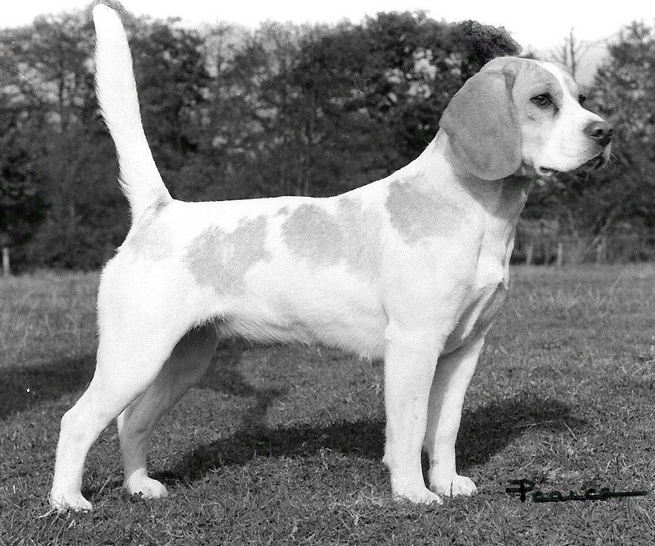 Ch Rossut Daffodil · The Beagle History Resource