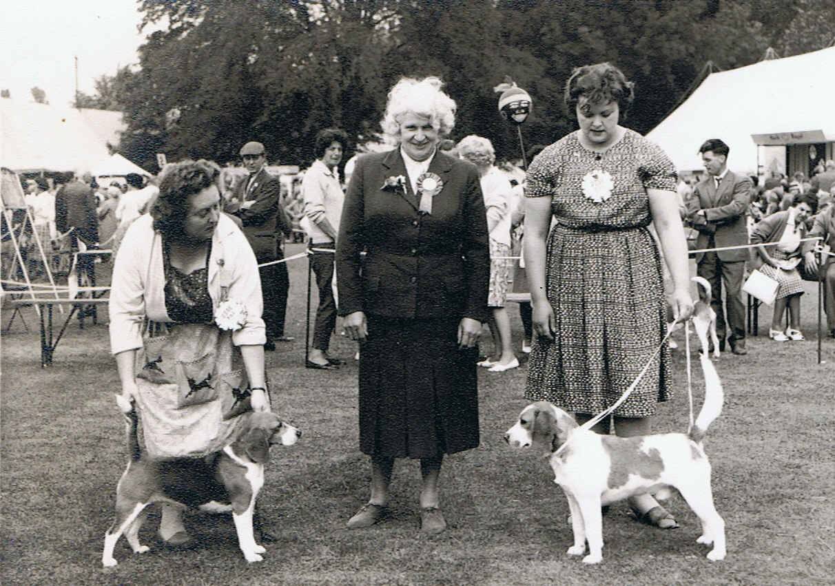 Ch. Rossut Treetops Hasty Footsteps winning her 3rd. CC at Leicester ...