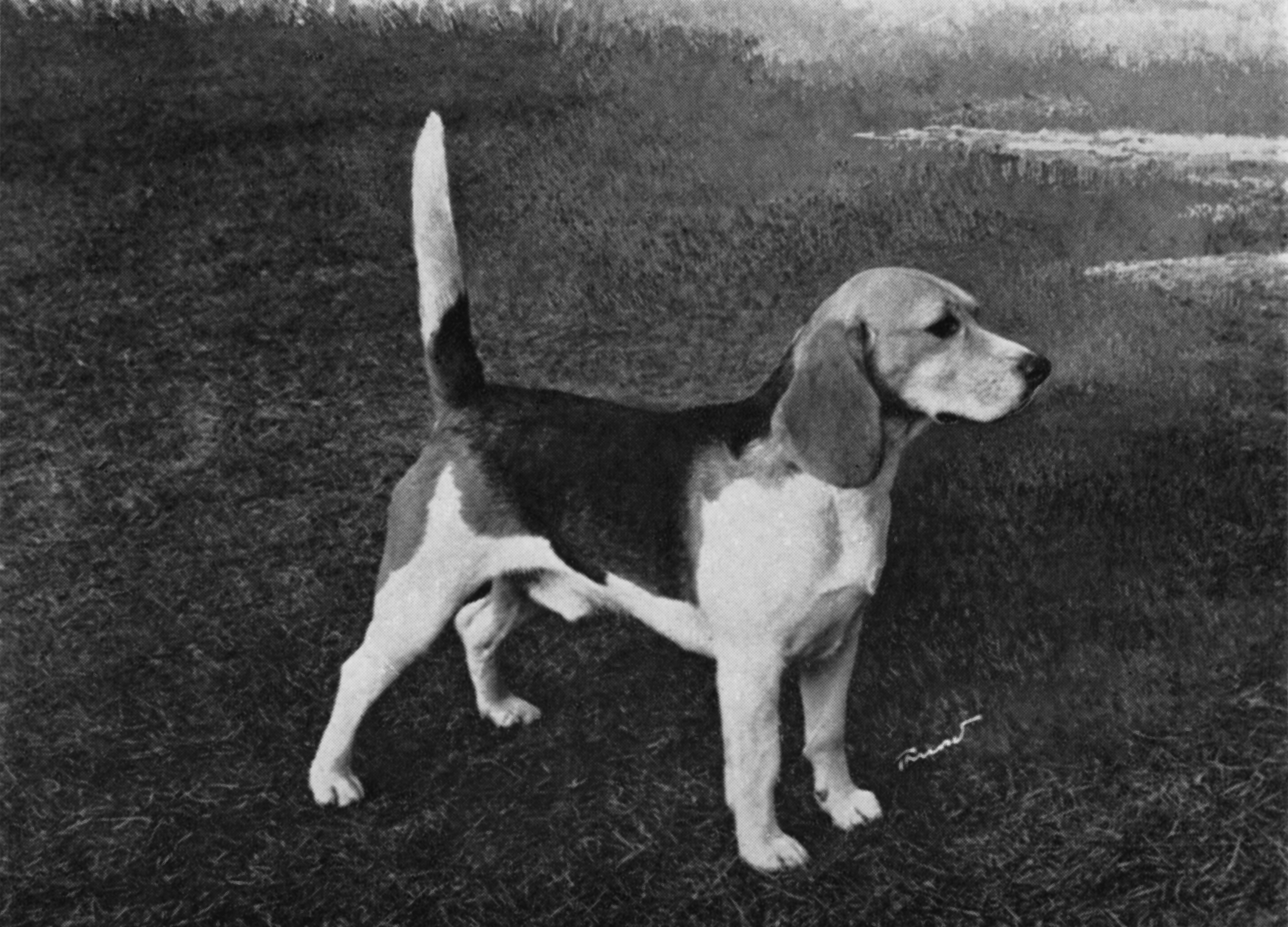 Ch. Wendover Billy · The Beagle History Resource