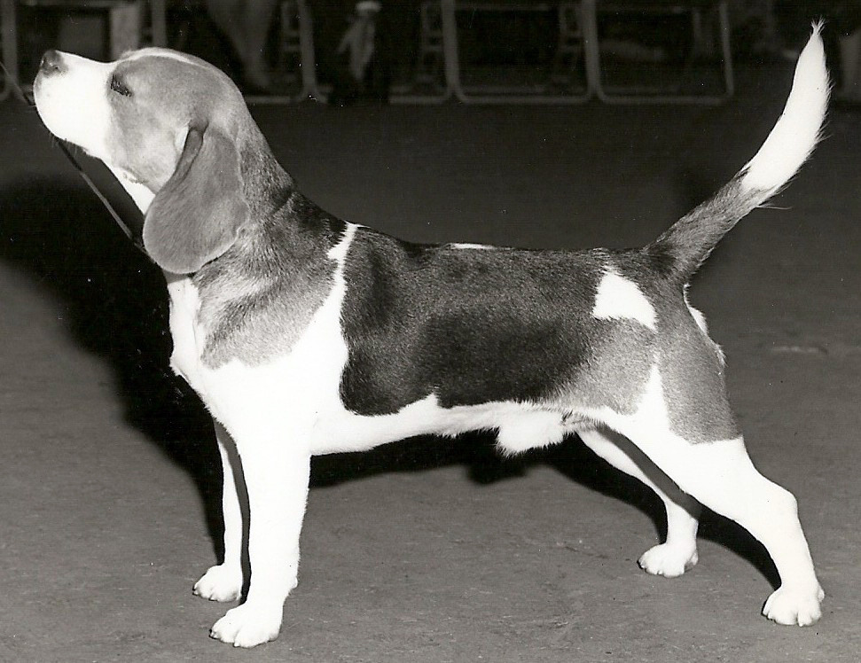 Ch Rossut Foreman · The Beagle History Resource