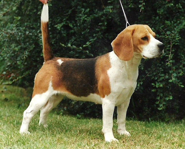 Ch Rossut Posy · The Beagle History Resource